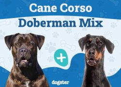 Cane Corso Doberman Mix: Info, Pictures, Care & More – Dogster