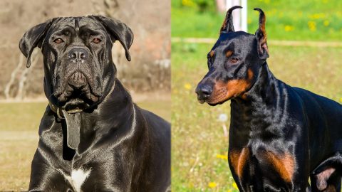 Cane Corso Doberman Mix: Info, Pictures, Care & More – Dogster