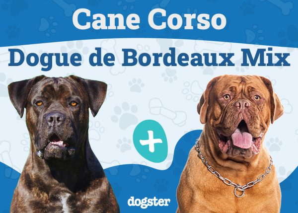 Cane Corso Dogue de Bordeaux Mix: Info, Pictures, Temperament & More ...