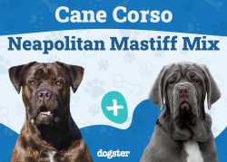 Cane Corso Neapolitan Mastiff Mixed Dog Breed: Info, Pictures, Care ...