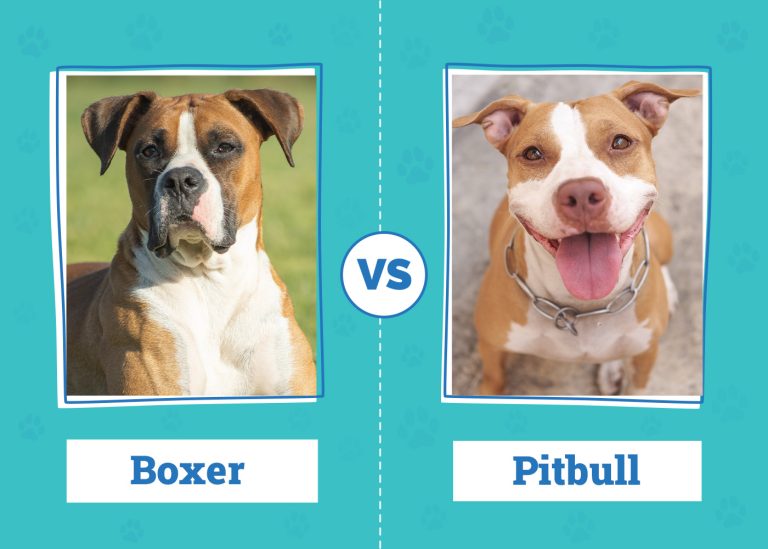 Boxer vs Pitbull: The Differences (With Pictures) – Dogster