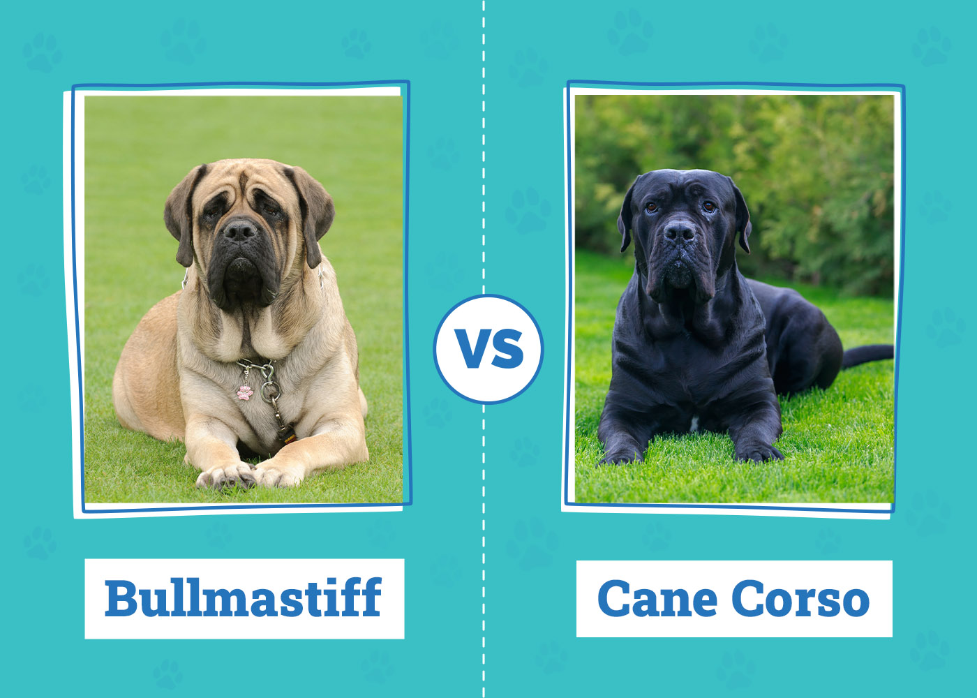Bullmastiff vs Cane Corso: Key Differences (With Pictures) – Dogster