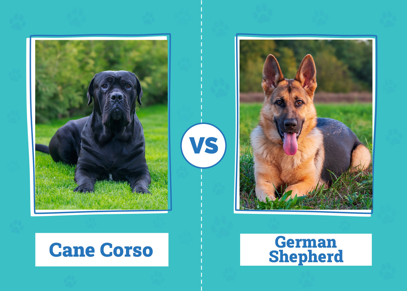 Cane Corso vs German Shepherd: Key Differences (With Pictures) – Dogster