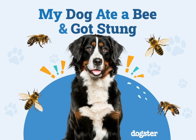 My Dog Ate a Bee & Got Stung: Our Vet Explains What to Do – Dogster