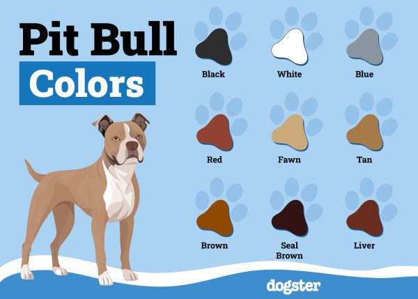 13 Amazing Pit Bull Colors & Patterns (With Info & Pictures) – Dogster