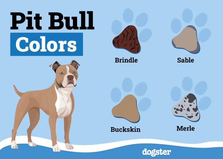 13 Amazing Pit Bull Colors & Patterns (With Info & Pictures) – Dogster