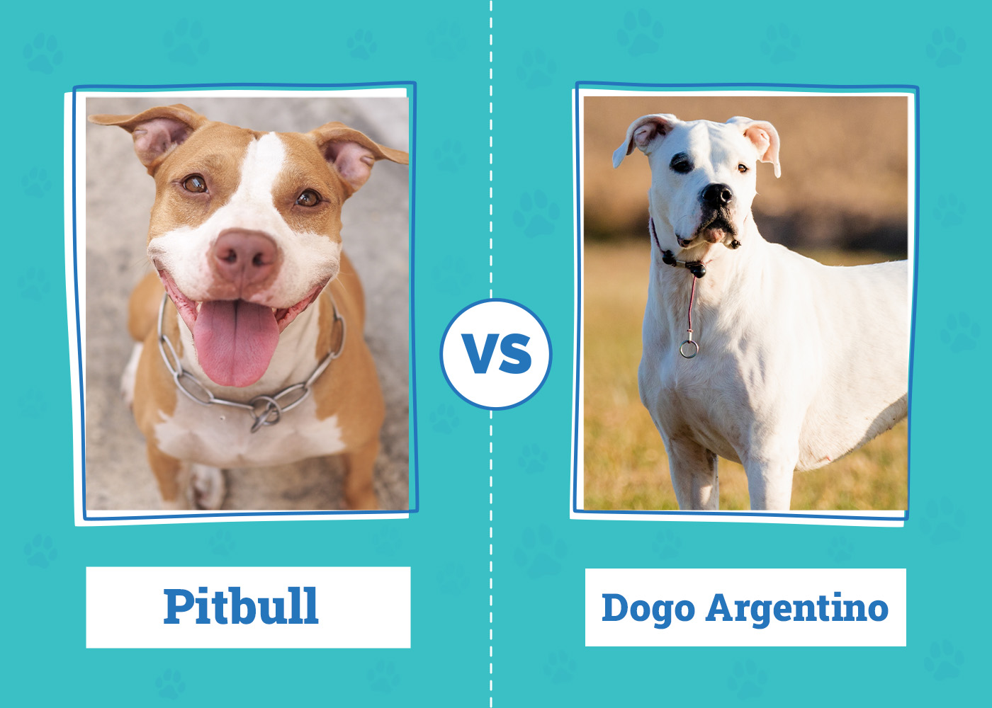 Pitbull vs Dogo Argentino: The Differences (With Pictures) – Dogster