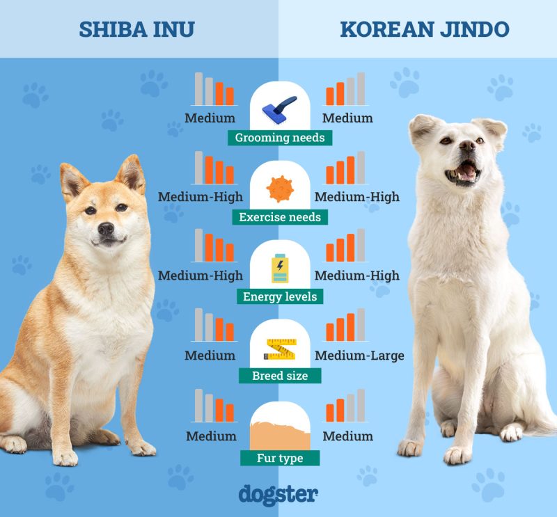 Shiba Inu vs Korean Jindo: Differences Explained (With Pictures) – Dogster