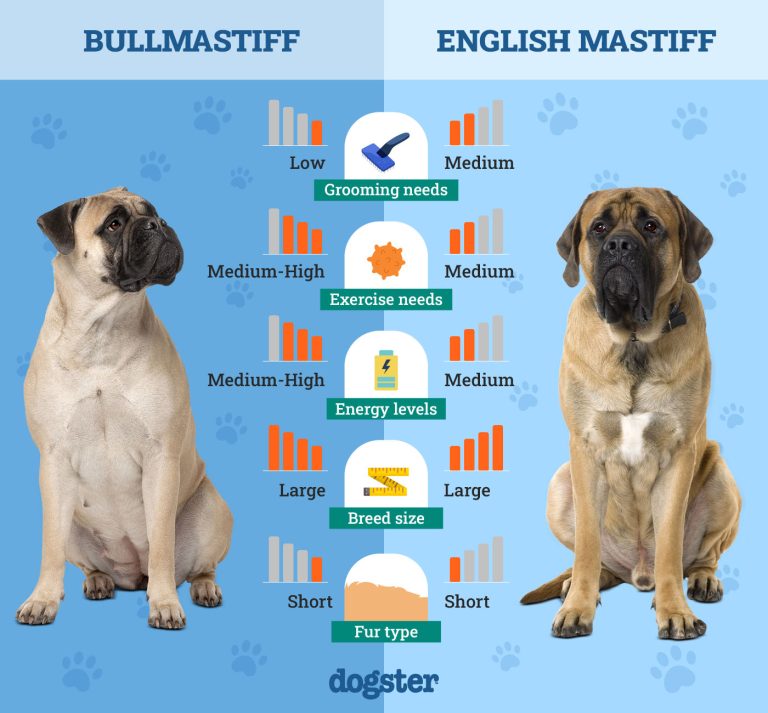 Bullmastiff vs. English Mastiff: Differences Explained (With Pictures ...