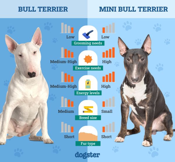 Bull Terrier vs Mini Bull Terrier: Main Differences (With Pictures ...