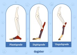 What Is a Digitigrade? Vet-Reviewed Science of How Pets Walk – Dogster