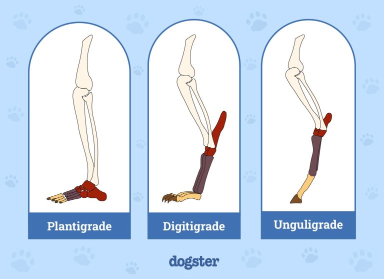 What Is a Digitigrade? Vet-Reviewed Science of How Pets Walk – Dogster