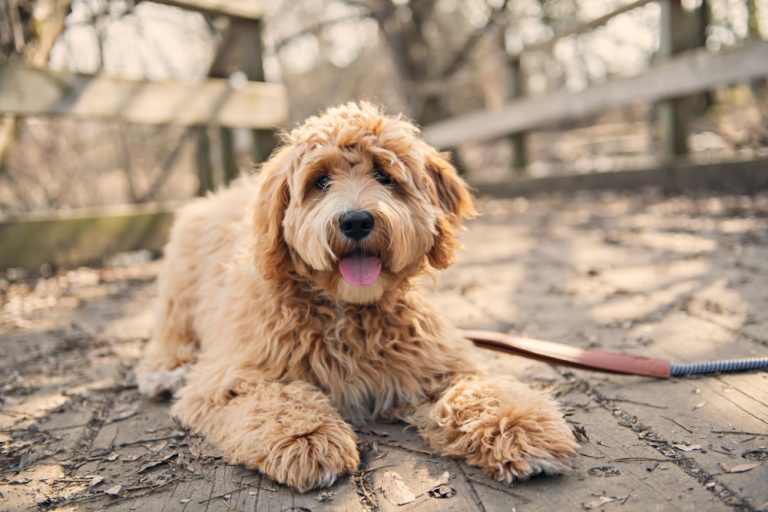 How Long Do Labradoodles Live? Vet-Verified Average Lifespan, Data ...