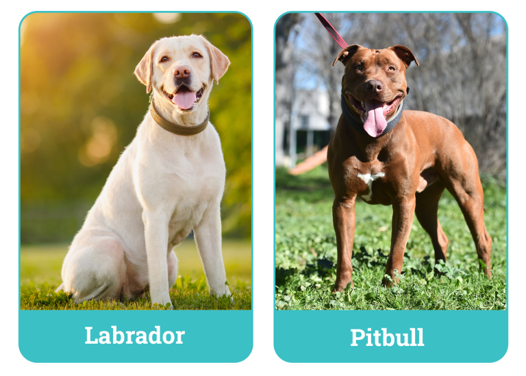 Labrador vs Pitbull: The Differences (With Pictures) – Dogster