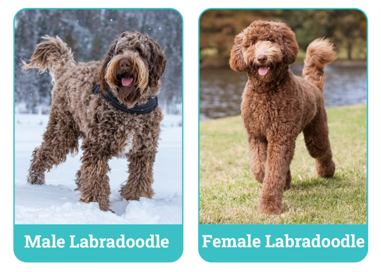 Male vs. Female Labradoodle: Differences Explained (With Pictures ...