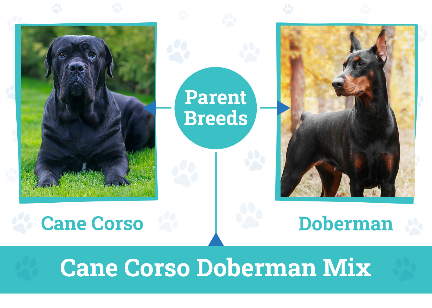 Cane Corso Doberman Mix: Info, Pictures, Care & More – Dogster