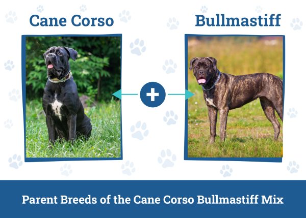 Cane Corso Bullmastiff Mix: Info, Pictures, Care & More – Dogster