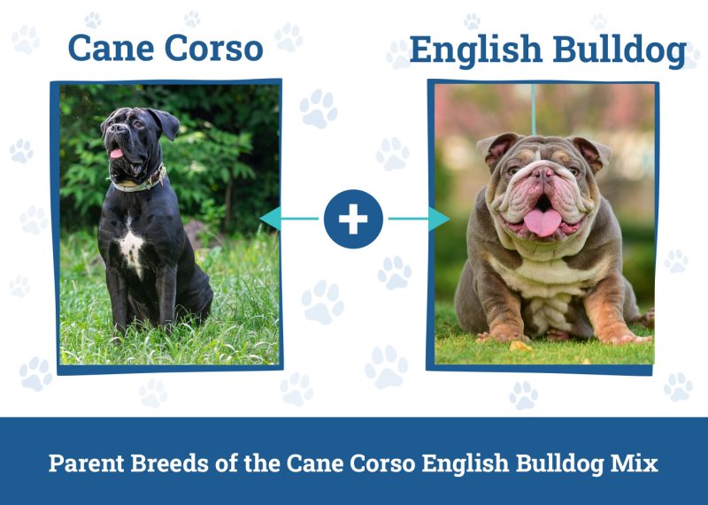 Cane Corso English Bulldog Mix: Info, Pictures, Care & More – Dogster
