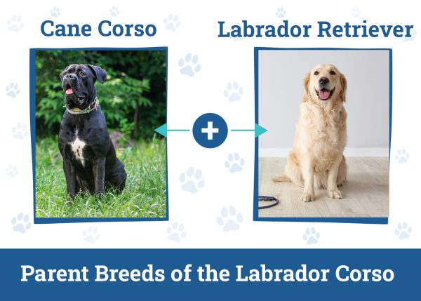 Labrador Corso (Cane Corso & Lab Mix): Info, Pictures, Care & More ...