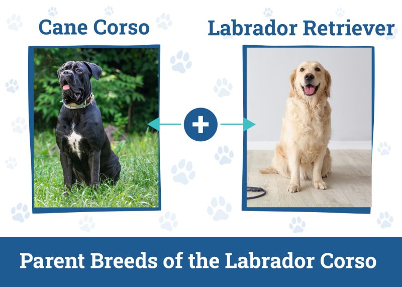 Labrador Corso (Cane Corso & Lab Mix): Info, Pictures, Care & More ...