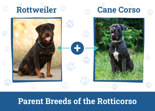 Rotticorso (Cane Corso Rottweiler Mix): Info, Pictures & Care Guide ...
