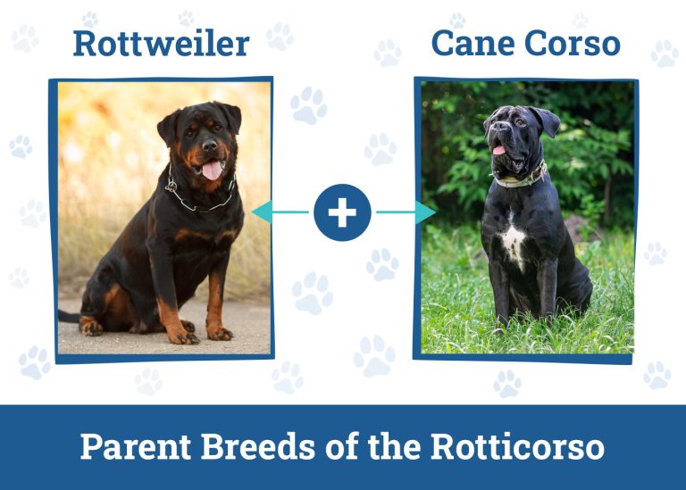 Rotticorso (Cane Corso Rottweiler Mix): Info, Pictures & Care Guide ...
