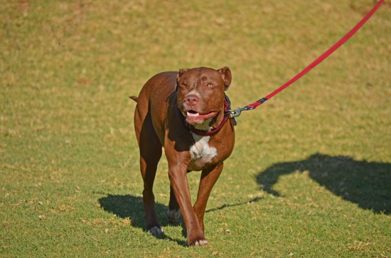 How Protective Are Pitbulls? Causes & Tips to Control Them – Dogster