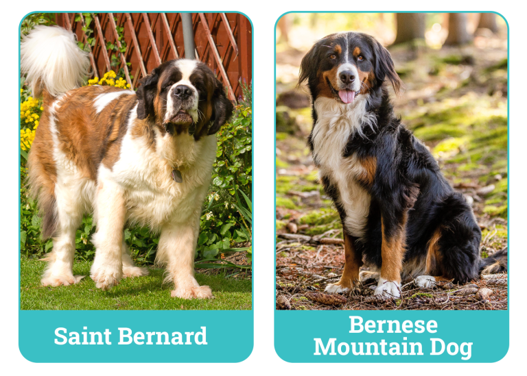Saint Bernard vs. Bernese Mountain Dog: The Differences (With Pictures ...