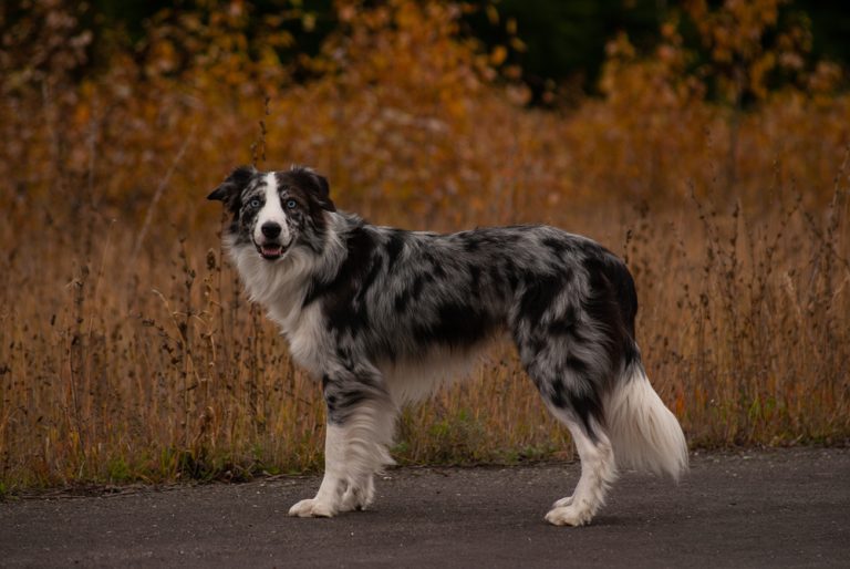 150+ Border Collie Names: Traditional & Unique Ideas for Males ...