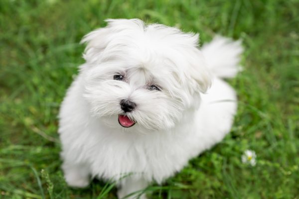 15 Awesome Maltese Haircuts and Hairdos (With Pictures & Grooming Tips ...