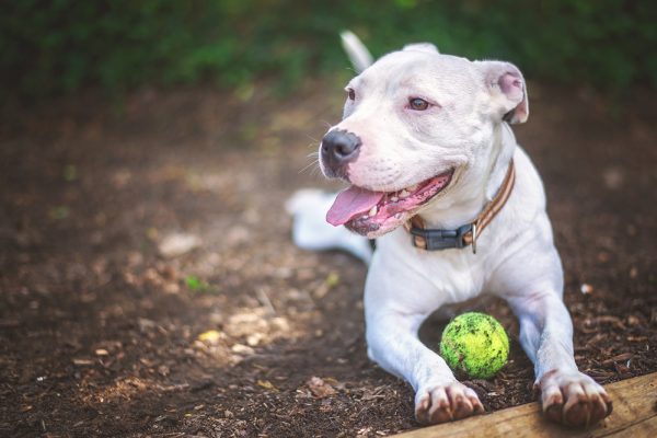 13 Amazing Pit Bull Colors & Patterns (With Info & Pictures) – Dogster