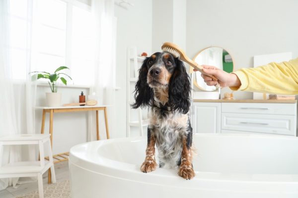 10 Cocker Spaniel Grooming Tips (With Pictures) – Dogster