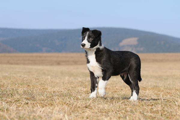How Long Does a Border Collie Live? Vet-Verified Average Lifespan, Data ...