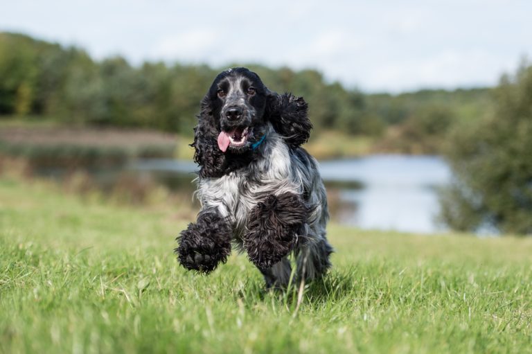 12 Cocker Spaniels Pros & Cons: What to Know Before You Get One – Dogster