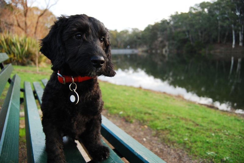 15 Vet-Reviewed Pros & Cons of Having a Labradoodle (Lifestyle Fit ...