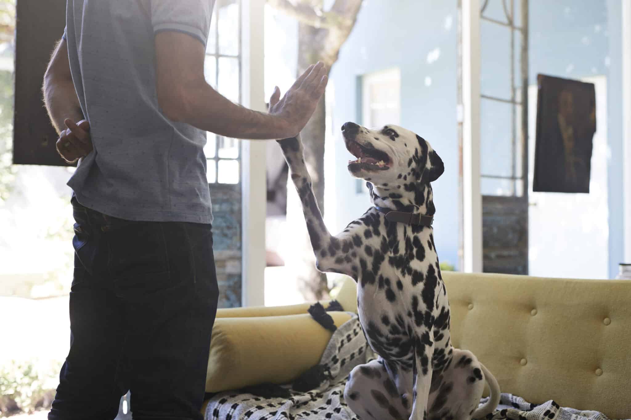 How to Train a Dog at Home: 8 Simple Tips (Vet Approved) – Dogster