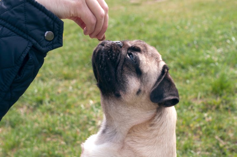 How Long Do Pugs Live? Average Lifespan, Vet-Reviewed Data & Care Guide ...