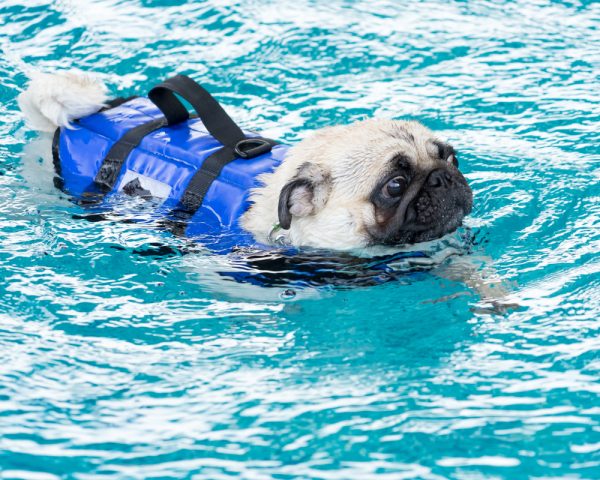 Can a Pug Swim? Vet-Reviewed Facts & Safety Tips for Your Pup – Dogster