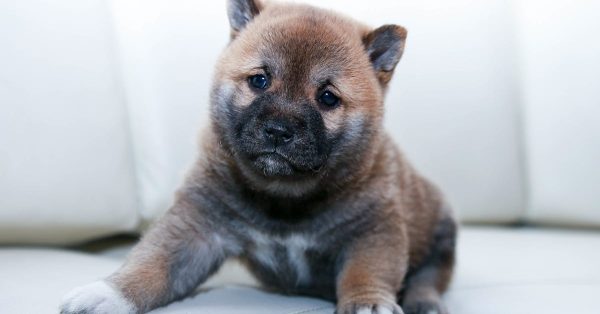 Sarabi Dog: Info, Pictures, Temperament & More – Dogster