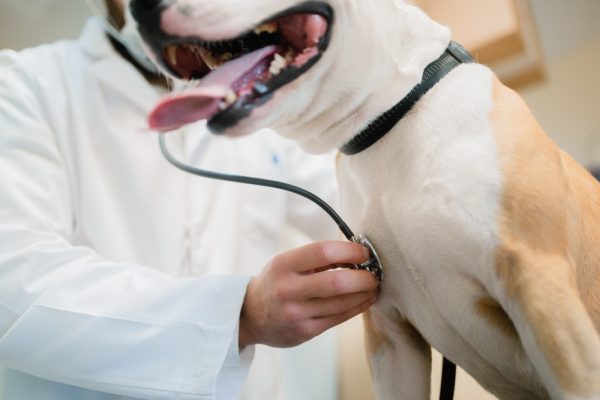 How to Check Your Dog's Vital Signs At Home: 5 Vet-Reviewed Steps – Dogster