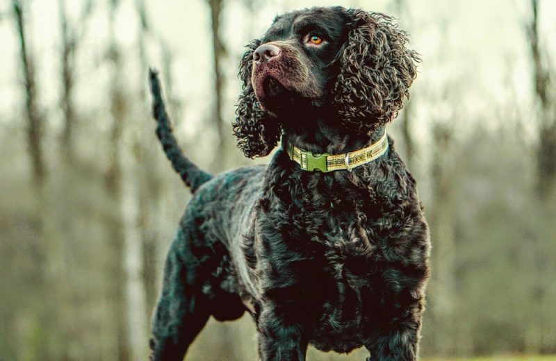 Top 18 Water Dog Breeds: Info, Pictures & History – Dogster