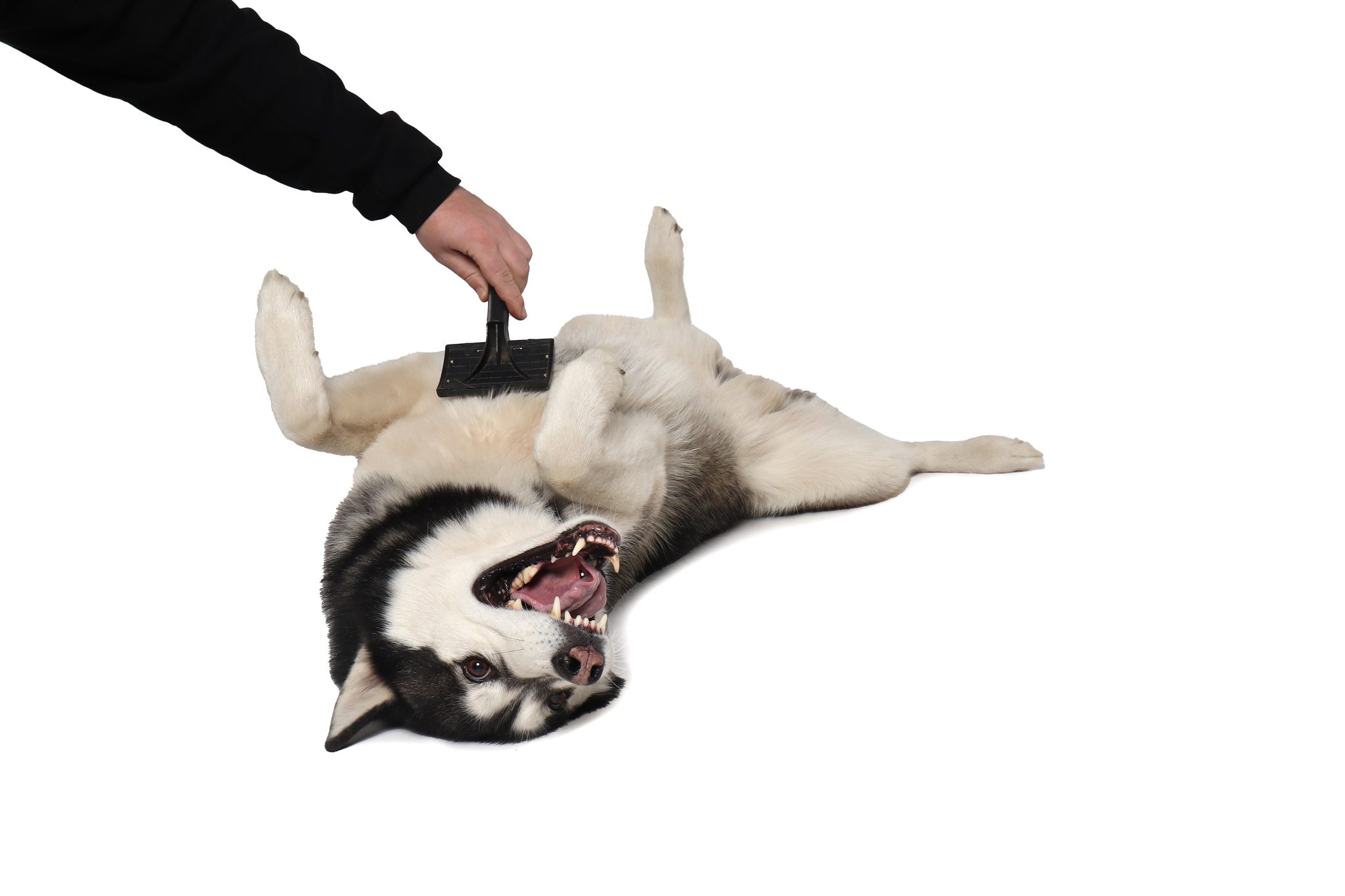 Husky Grooming Tips to Help Control Shedding (Vet-Approved) – Dogster