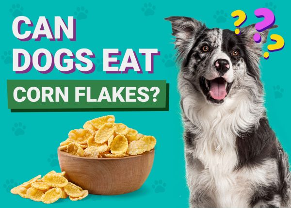 Can Dogs Eat Corn Flakes? Vet-Approved Advice & Precautions – Dogster