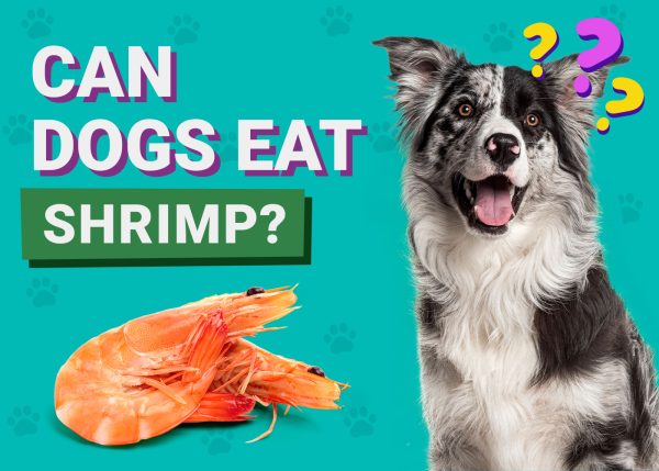 Can Dogs Eat Shrimp? Vet-Verified Facts, Benefits & Risks – Dogster