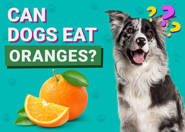 Can Dogs Eat Oranges? Vet-Reviewed Facts & FAQ – Dogster