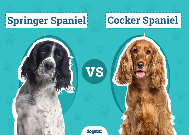 Springer Spaniel vs Cocker Spaniel: Key Differences (With Pictures ...