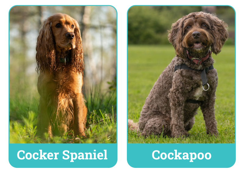 Cocker Spaniel vs Cockapoo: Visual Differences & Overview – Dogster