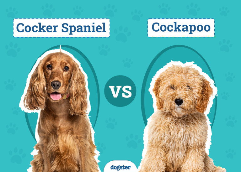 Spaniel-Doxie (Cocker Spaniel & Dachshund Mix): Info, Pictures, Care ...