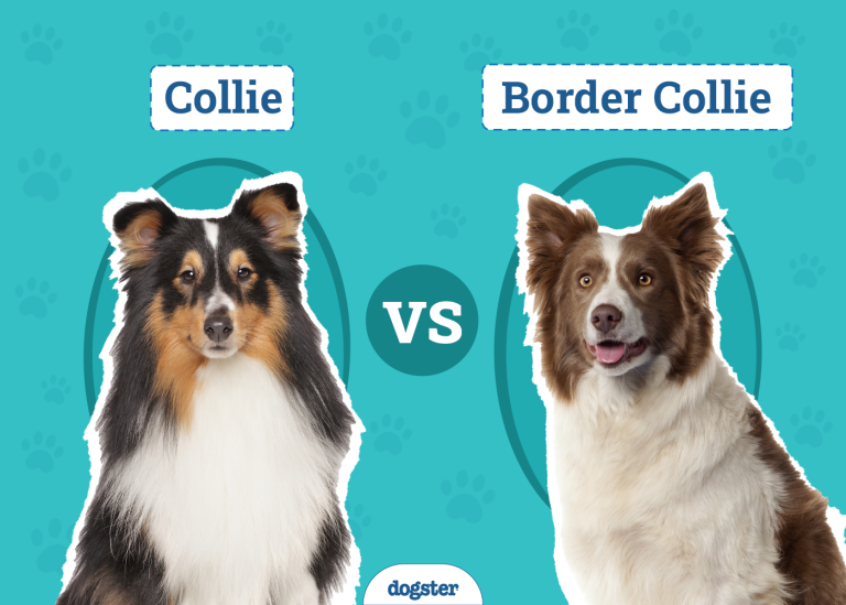 Collie vs Border Collie: Key Differences (With Info & Pictures) – Dogster