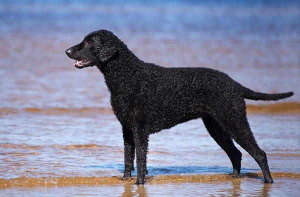 12 Curly-Haired Dog Breeds: Info, Pictures, Facts & History – Dogster